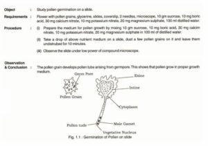 [PDF] UP Board Class 12 Biology Practical Book PDF - Panot Book